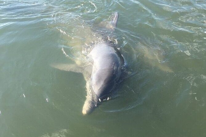 Private Charleston Dolphin and Eco Boat Tour - Introduction to the Tour
