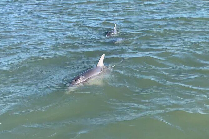 Private Charleston Dolphin and Eco Boat Tour - What Makes This Tour Special?
