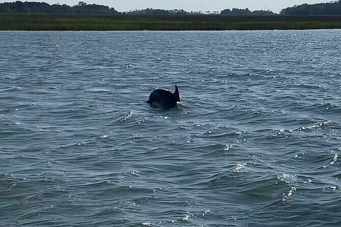 Private Charleston Dolphin and Eco Boat Tour - The Review Feedback