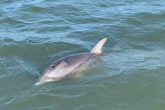Private Charleston Dolphin and Eco Boat Tour - Practical Tips for Tour Participants