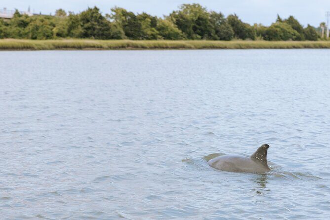 Private Charleston Dolphin Tour - Why Choose the Private Charleston Dolphin Tour?