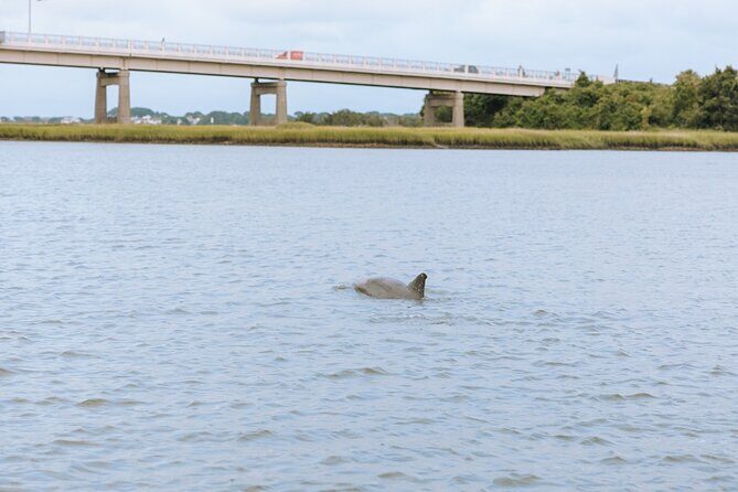 Private Charleston Dolphin Tour - Practical Details: What You Need to Know