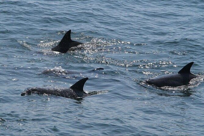 Private Charleston Dolphin Tour - Who Will Love This Tour?