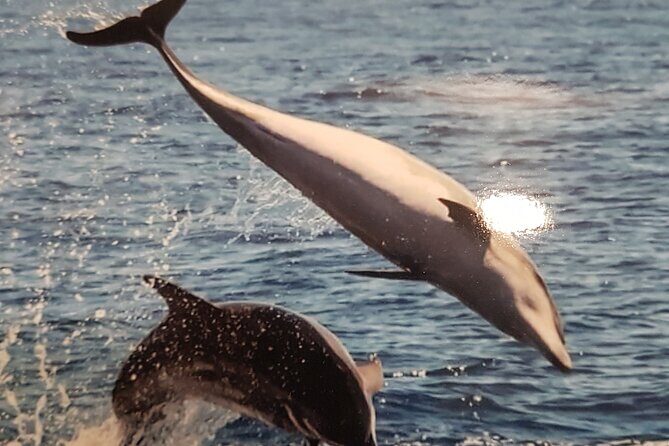 private charter 3 Hours Whale Encounter puerto colon adeje - Key Points