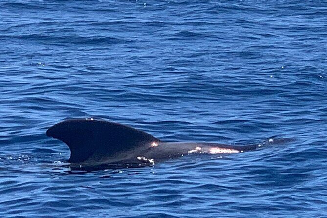 private charter 3 Hours Whale Encounter puerto colon adeje - An In-Depth Look at the Experience