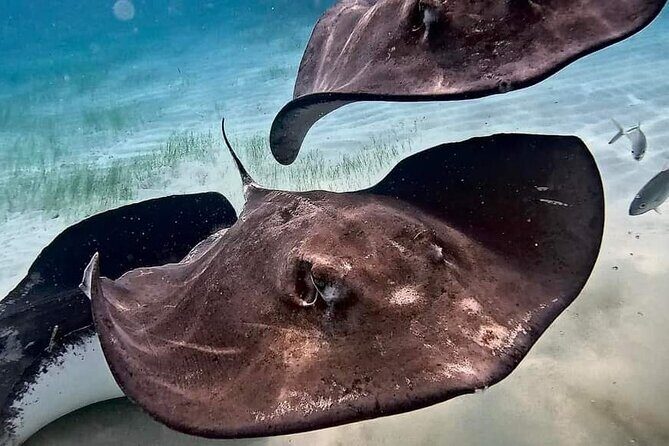 Private Charter 34ft Express Cruiser Stingay City Reef Snorkeling - Who Will Love This Tour?