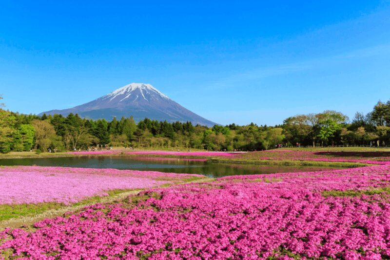Private charter car one day trip for Mt fuji - A Deep Dive into the Experience: What’s in Store