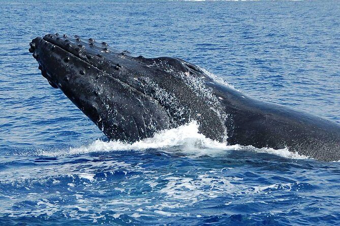Private Charter: Customizable Big Island Boat Adventure - Frequently Asked Questions