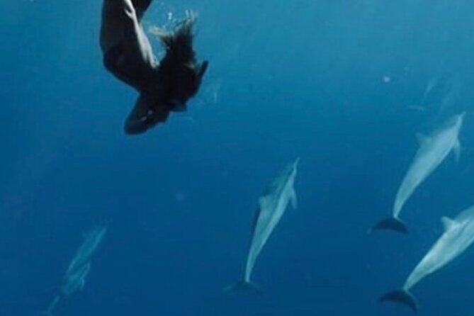 Private Charter Humpback Whale Watching & Dolphin Search - Introduction to the Experience
