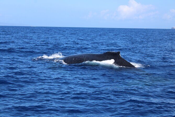 Private Charter Humpback Whale Watching & Dolphin Search - Authentic Experiences and Reviews