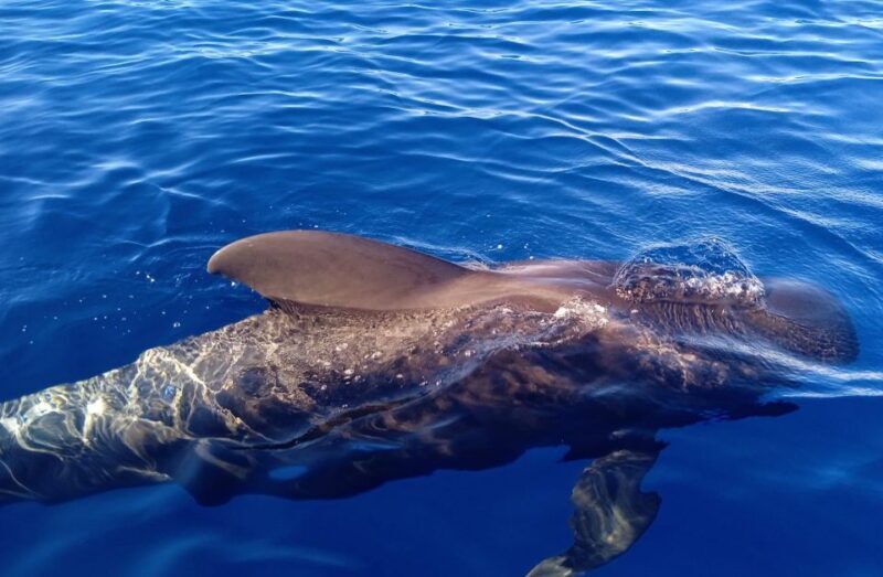 Private Charter Private Charter to see the whales - 2 Hours - Key Points