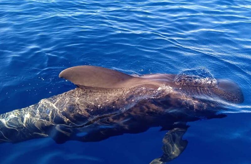 Private Charter Private Charter to see the whales - 3 Hours - Key Points