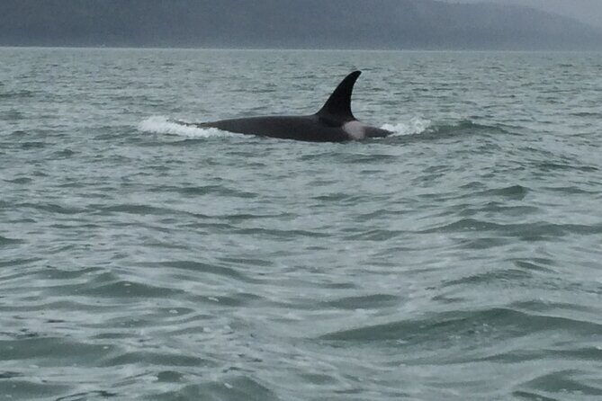 Private Charter Scenic Wildlife Excursion for Cruise Passengers - Wrapping Up: Who Will Love This Experience?