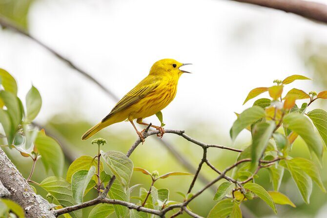 Private Charters on Saginaw Bay for Fishing or Birdwatching - Real Experiences and Testimonials
