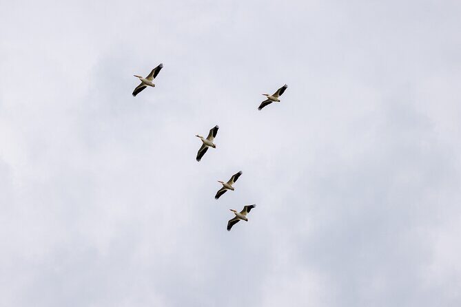 Private Charters on Saginaw Bay for Fishing or Birdwatching - Practical Tips for Travelers