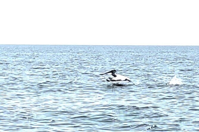 Private Charters on Saginaw Bay for Fishing or Birdwatching - FAQ