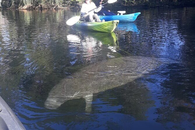 Private Chassahowitzka River Exploration kayak tour - Introduction