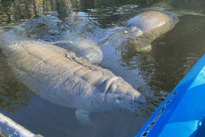 Private Chassahowitzka River Exploration kayak tour - Why This Tour Is Worth Considering