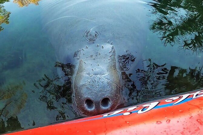 Private Chassahowitzka River Exploration kayak tour - The Review from Past Participants