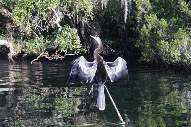 Private Chassahowitzka River Exploration kayak tour - Practical Tips for Travelers