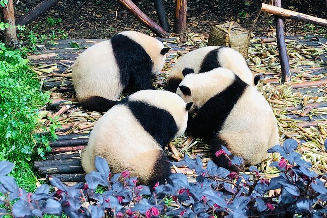 Private Chengdu City Highlight Day Tour - Discovering Chengdu: A Full Breakdown of the Tour