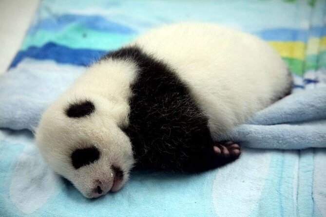 Private Chengdu Day Tour: Giant Pandas and Jinsha Site Museum - What Makes This Tour Stand Out?