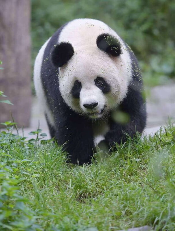 private Chengdu highlights tour with Panda Breeding Base - Who Will Enjoy This Tour?