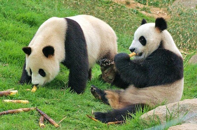 Private Chengdu Impression Day Tour including Panda Base - Who Will Benefit Most?