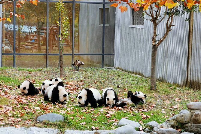 Private Chengdu Impression Day Tour including Panda Base - FAQs