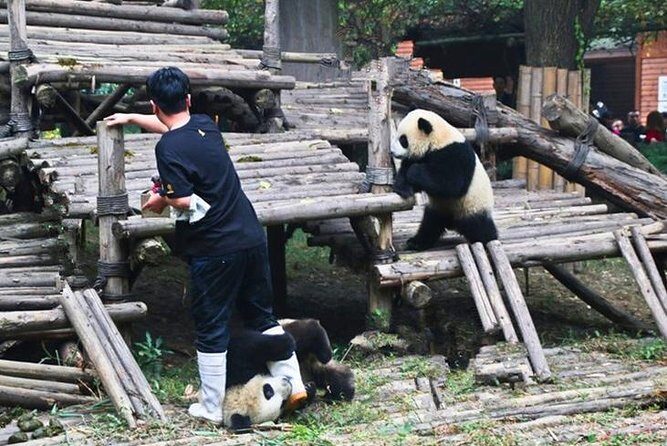 Private Chengdu Panda Breeding Center Day Trip With From Xi'an By Bullet Train - Key Points