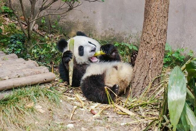 Private Chengdu Panda Breeding Center Day Trip With From Xi'an By Bullet Train - Authentic Experiences and Traveler Insights