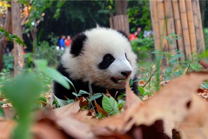 Private Chengdu Panda Breeding Center Day Trip With From Xi'an By Bullet Train - Summing Up: Is This Tour Worth It?
