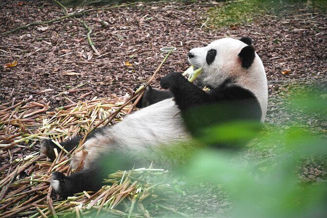 Private Chengdu Panda Tour with Hotel Pickup - The Practical Side: What You Need to Know