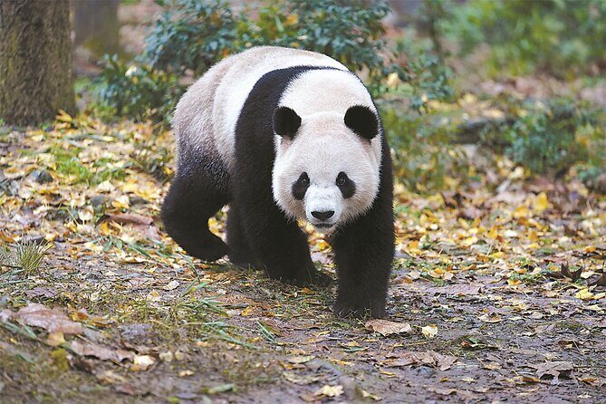 Private Chengdu Panda Tour with Hotel Pickup - Why This Tour Works Well