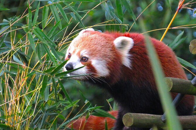 Private Chengdu Panda Tour with Hotel Pickup - The Sum Up