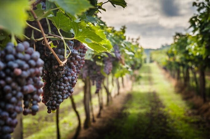 Private Chianti Wine Tasting from Florence, Half Day Experience - Key Points