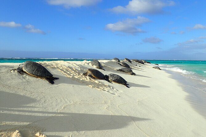 Private Circle Island Tour Across Oahu Paradise - Introduction