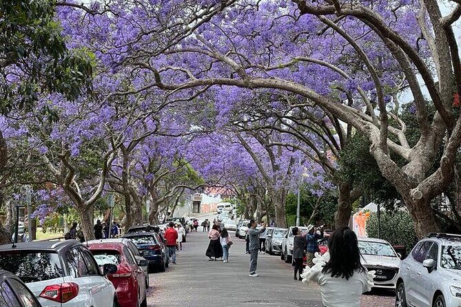 Private City Tour: Best of Sydney - Hidden Bays and Coastal Vistas