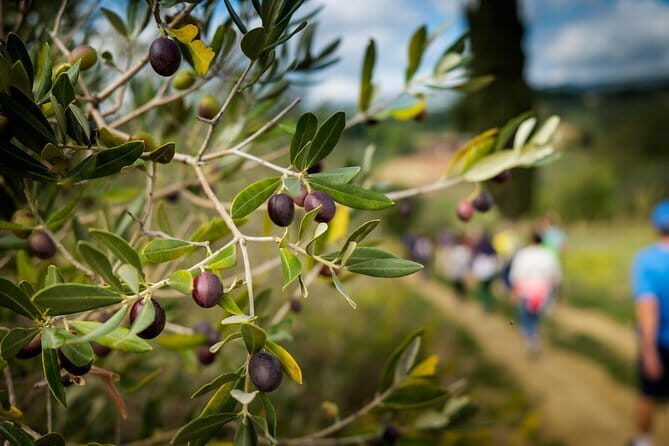 Private Classic Wine Tour in Chianti from Florence - The Sum Up