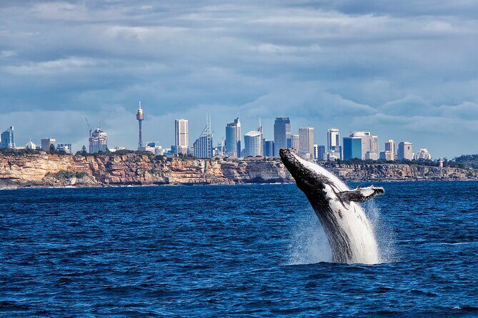 Private Classic Wooden Speedboat Sydney Harbour Cruise - The Sum Up: Who Will Love This Tour?