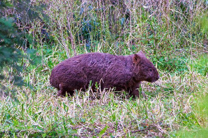 Private Coast & Kangaroo Valley Wildlife Escape Tour From Sydney - FAQs