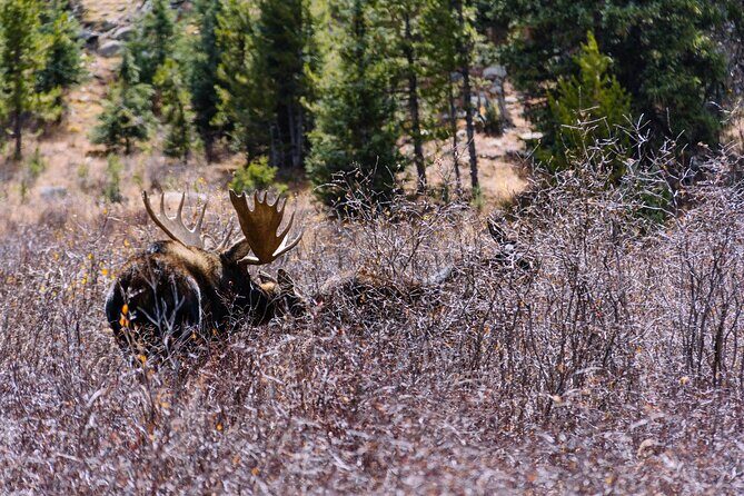 Private Colorado Backcountry 4x4 Off Road Adventure Tour - Duration, Pricing, and Flexibility