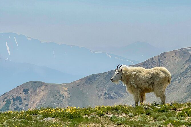 Private Colorado Backcountry 4x4 Off Road Adventure Tour - Practical Details