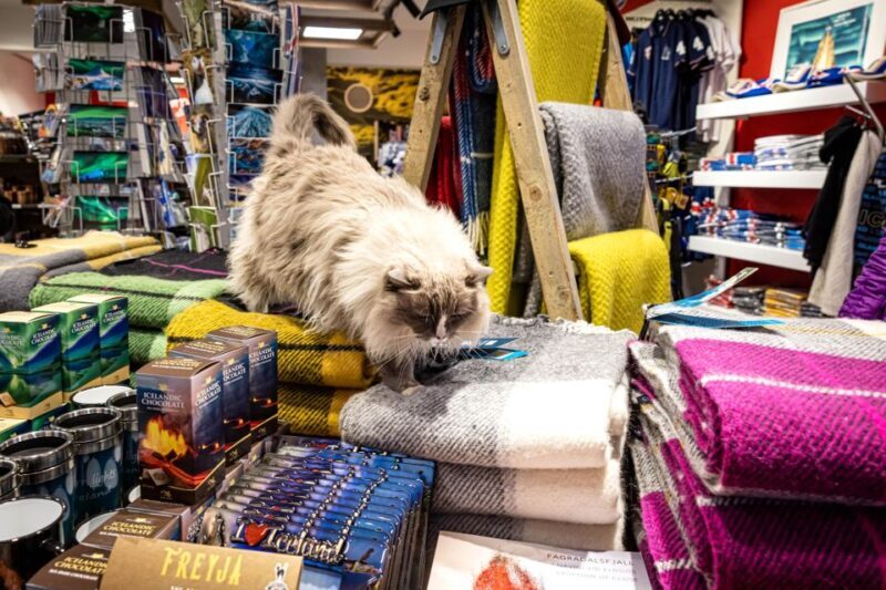 Private Combo Reykjavik Folklore & CatWalk - Exploring Reykjavik with a Feline Twist: A Detailed Review of the Private Combo Tour