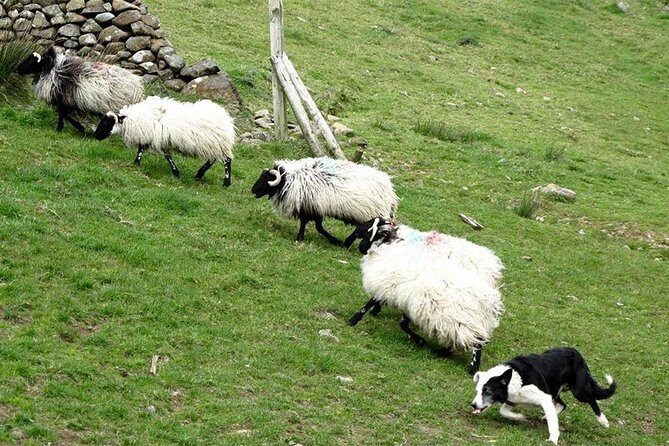 Private Connemara Day Tour - Why Choose the Private Connemara Day Tour?