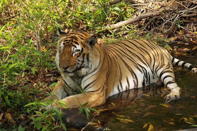 Private Corbett National Park & Nainital Tour from New Delhi - Who is This Tour Best For?