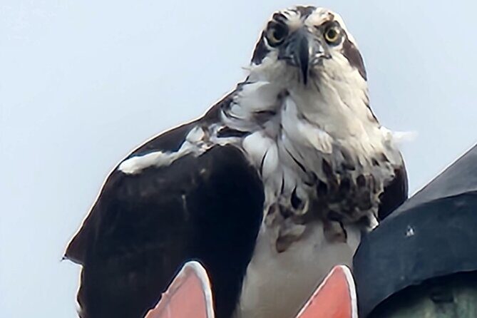 Private Crystal River Wildlife Boat Tour - Who Will Get the Most Out of This Tour