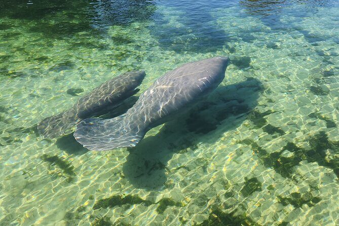 Private Crystal River Wildlife Boat Tour - FAQ