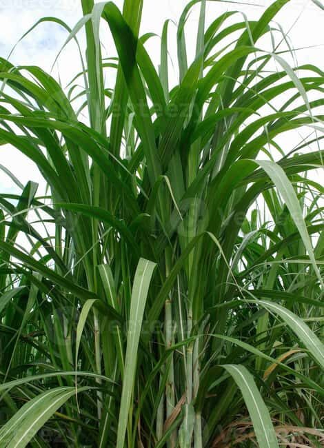 Private: Cultural Higuey & Yuma River Expedition - Starting the Day: From the Heart of Agriculture to the Bustle of Higüey