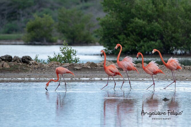 Private Curaçao West Coast: Beach & Nature Photography Tour - Exploring Curaçao’s West Coast Through a Lens: A Detailed Look at the Private Photography & Nature Tour